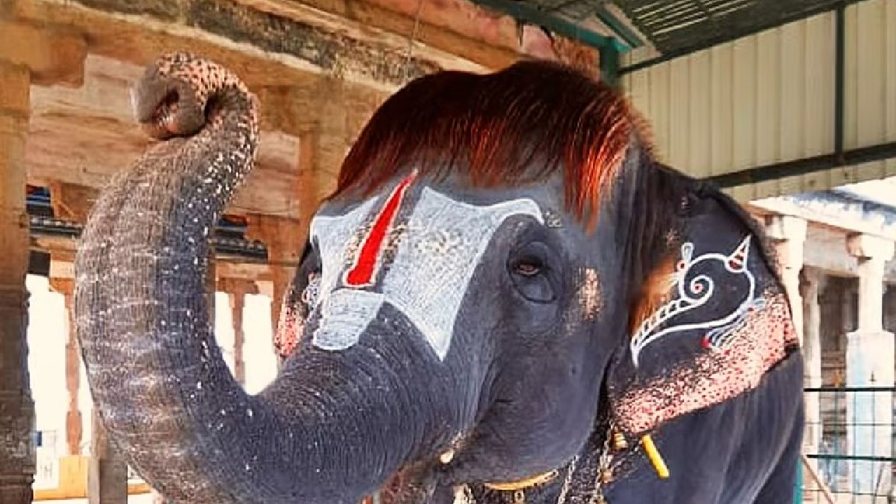 Viral Video: ಬಾಬ್ ಕಟ್ ಮಾಡಿಕೊಂಡು ಸಖತ್‌ ಆಗಿ ಮಿಂಚಿದ ಆನೆ; ವಿಡಿಯೊ ನೋಡಿ ...